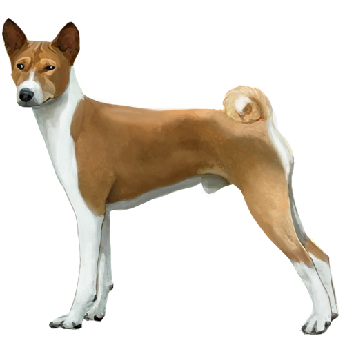 Dog Genetic Testing for Breeders | Orivet Genetic Pet Care