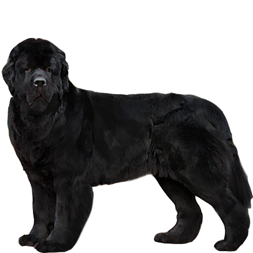 Newfoundland - Full Breed Profile