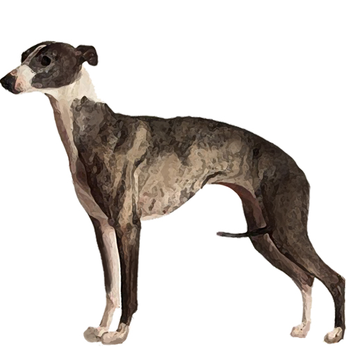 Whippet - Full Breed Profile
