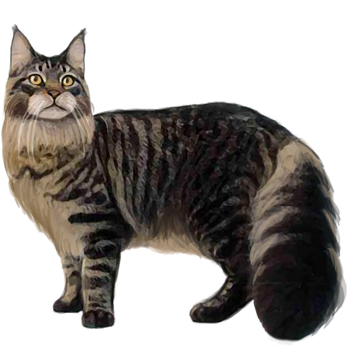 Maine Coon - Full Breed Profile