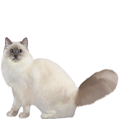 Ragdoll - Full Breed Profile