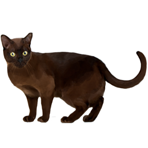 Burmese - Full Breed Profile