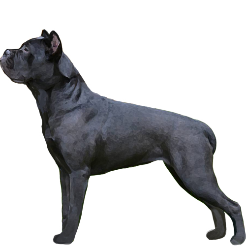 Cane Corso - Full Breed Profile