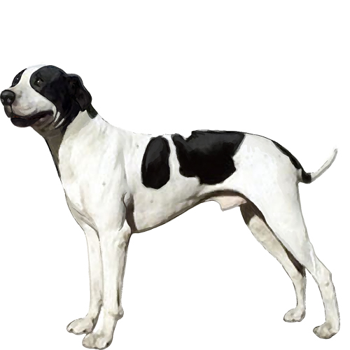 Bull Arab - Full Breed Profile
