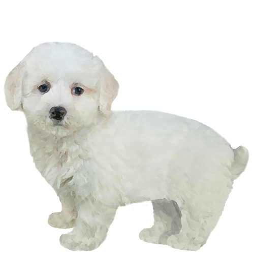 Moodle - Full Breed Profile