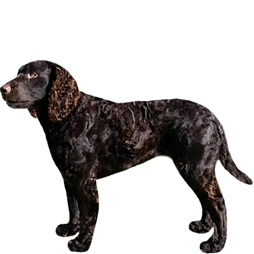 Murray River Retriever - Full Breed Profile