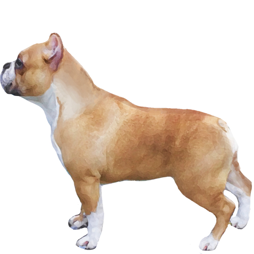 Shortybull - Full Breed Profile