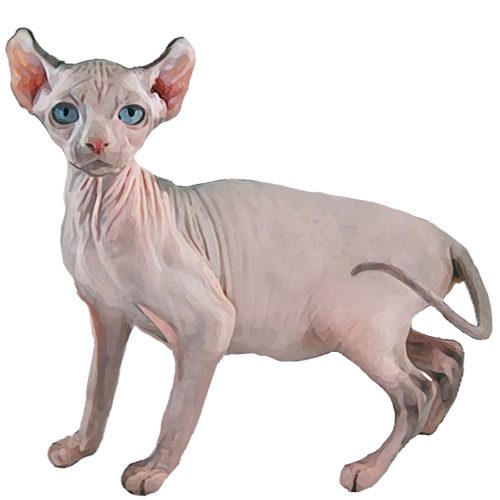 Elf Cat - Full Breed Profile