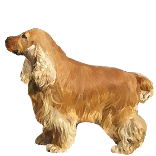 Colonial Cocker Spaniel - Full Breed Profile