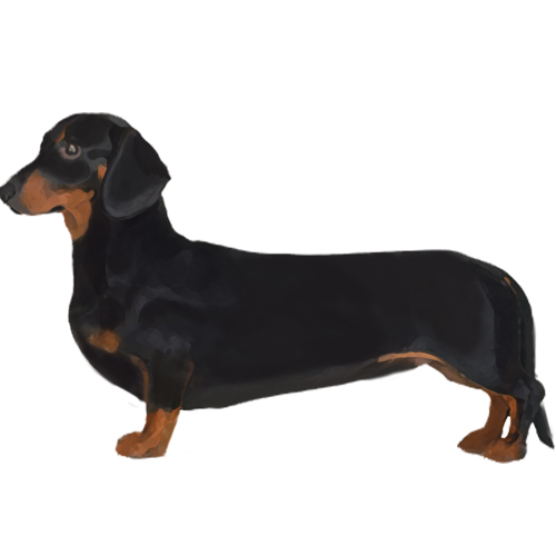 Dachshund - Full Breed Profile
