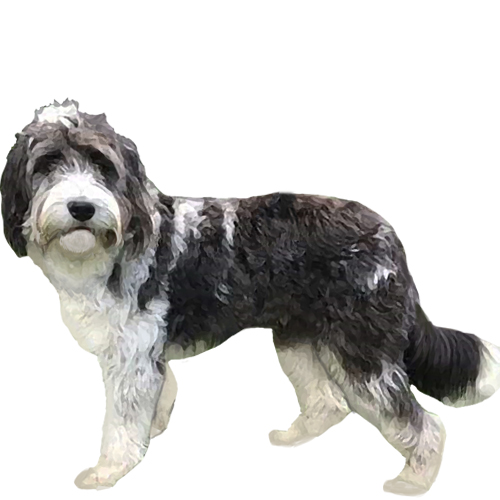 Bordoodle - Full Breed Profile
