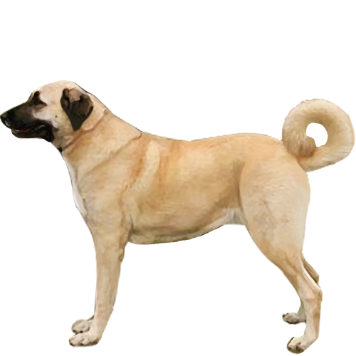 Kangal Shepherd Dog - Full Breed Profile