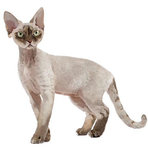 Devon Rex - Full Breed Profile
