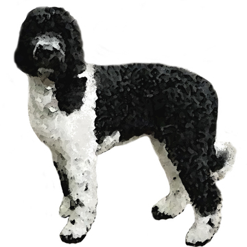 Porti-Doodle - Full Breed Profile