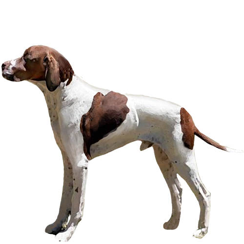 Pointer - Full Breed Profile