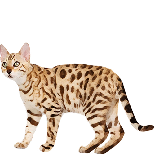 Cheetoh - Full Breed Profile