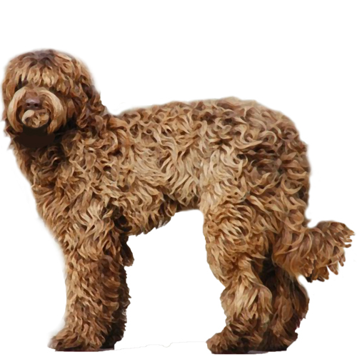 Tamaruke - Full Breed Profile