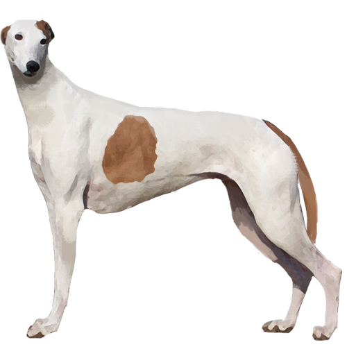 Greyhound - Full Breed Profile